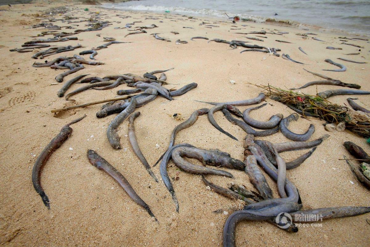 Masses of dead fish wash up on a beach in Lianyungang, China | Earth ...